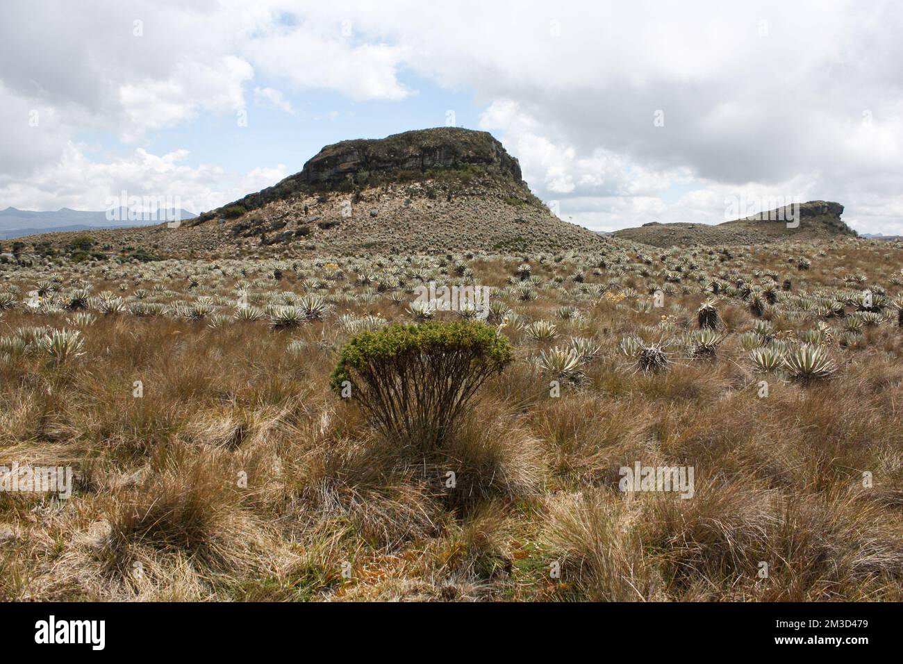 Sumapaz Paramo Landscape near Bogot. Colombia, with endemic plant ...