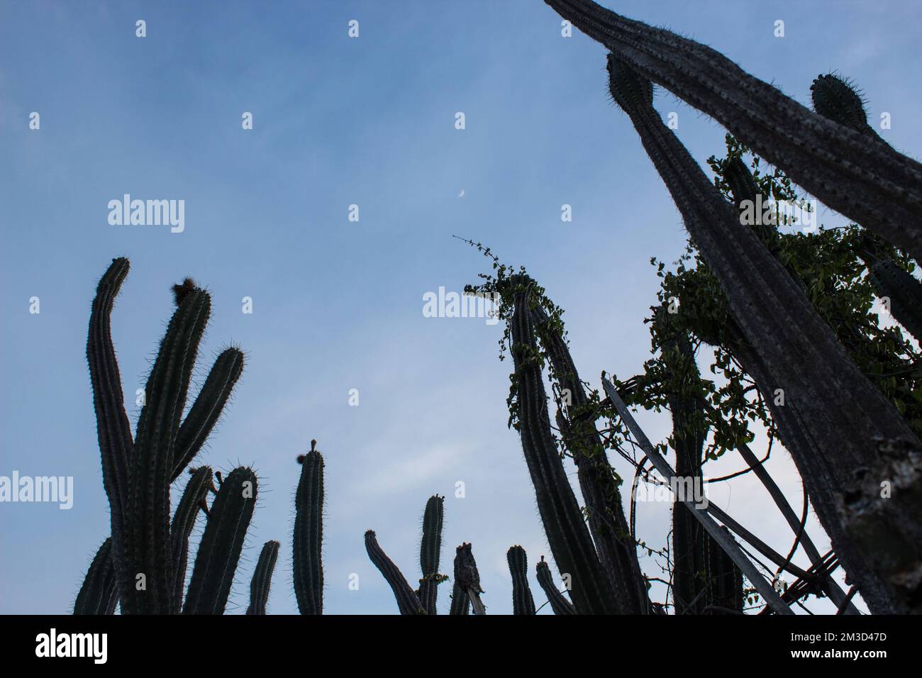 Alien cactus hi-res stock photography and images - Alamy
