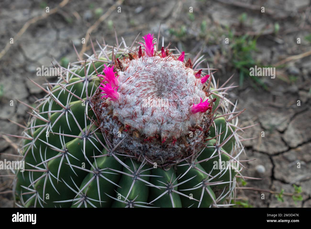 Closed Up to Violet Flower spined cactus and cracked desert ground at ...