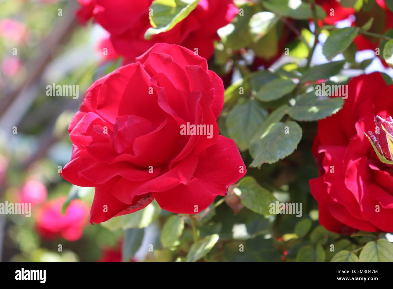 Rosas colombianas hi-res stock photography and images - Alamy