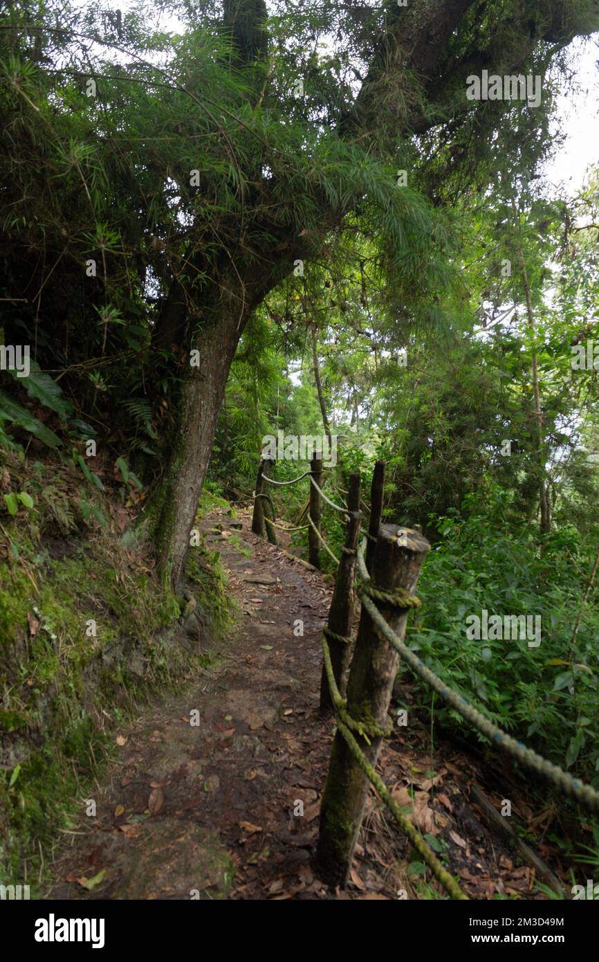 an ancient muisca culture path in middle of andean rain forest at ...