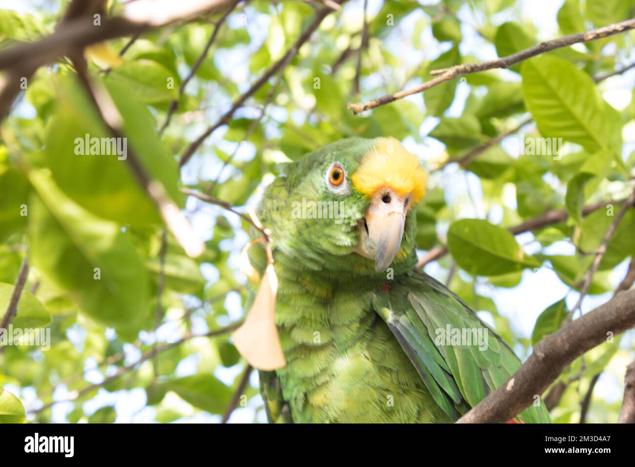 Green Parrot on tree branch at sunset with bluesky and leaves at ...