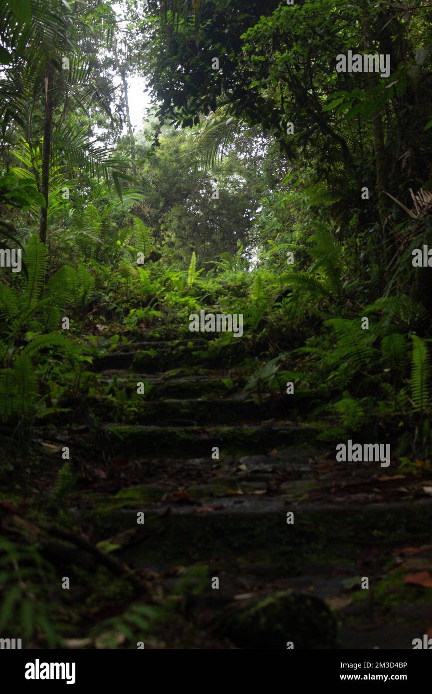 An ancient indigenous path in middle of colombian andean rain forest ...