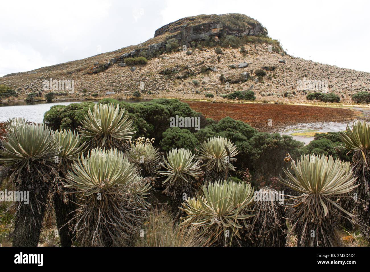 Landscape of Sumapaz Paramo near Bogot. Colombia, with endemic plant ...