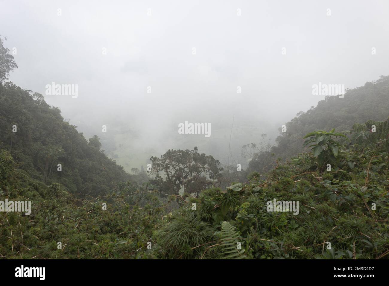 Bogota forest hi-res stock photography and images - Alamy