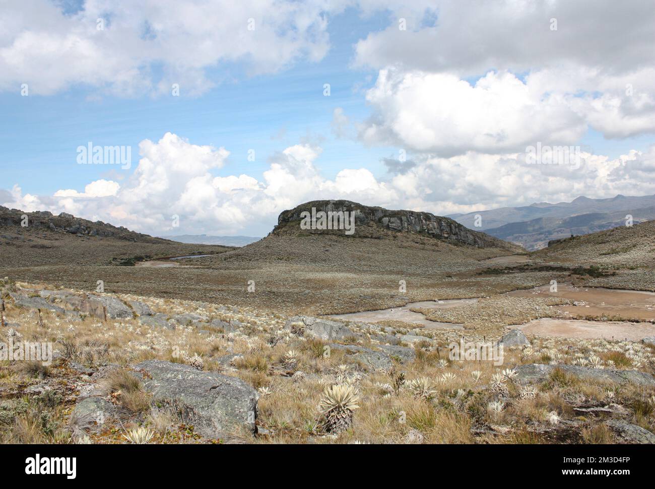 Sumapaz Paramo's Landscape near Bogot. Colombia, with endemic plant ...