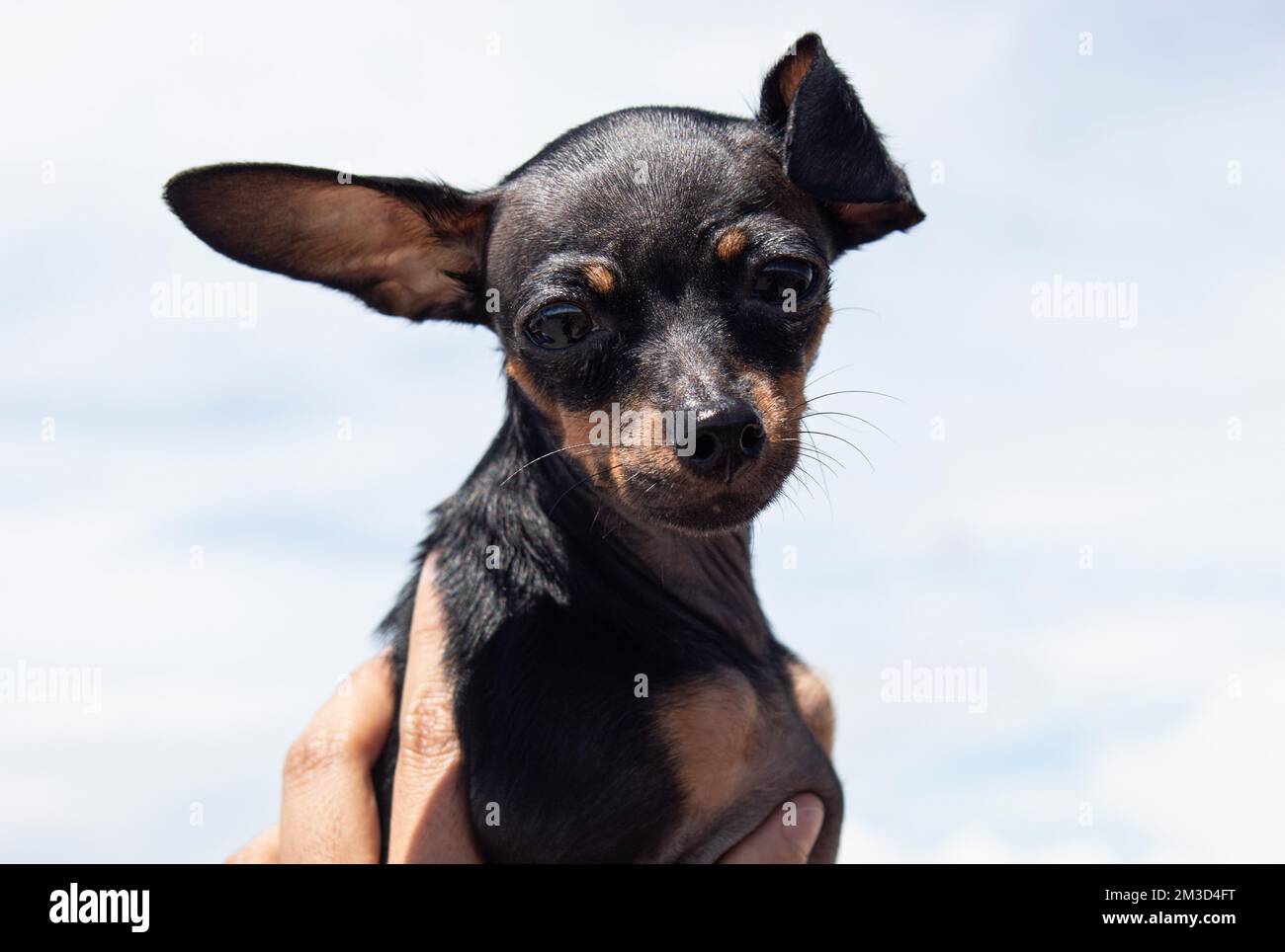 Black Deer Chihuahua