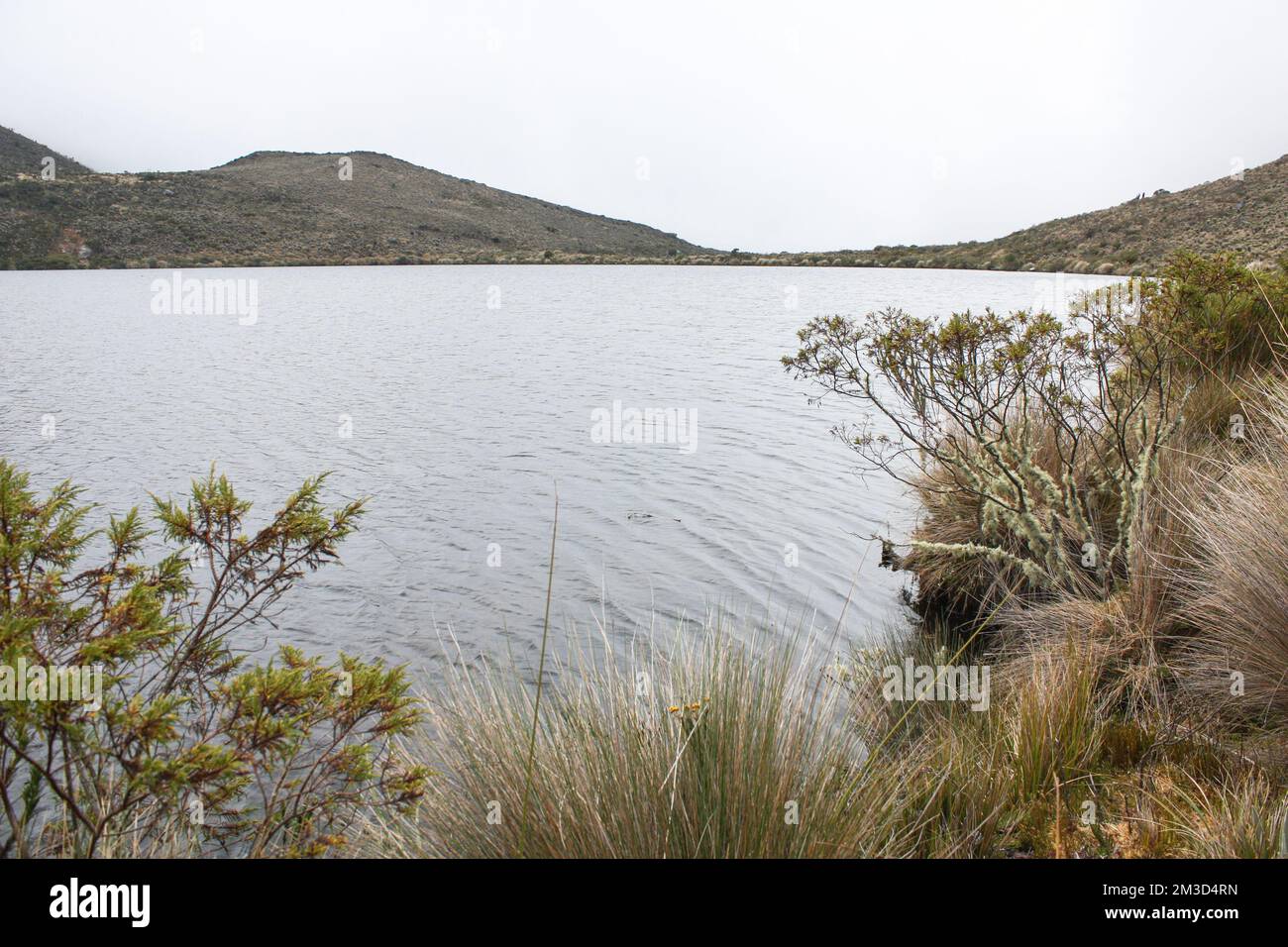 Sumapaz Paramo's Lake, known as "Laguna de los colorados" with endemic ...