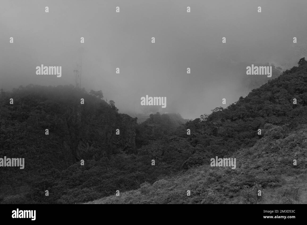 Mysterious andean cloudy forest with fog in rainy day Stock Photo - Alamy