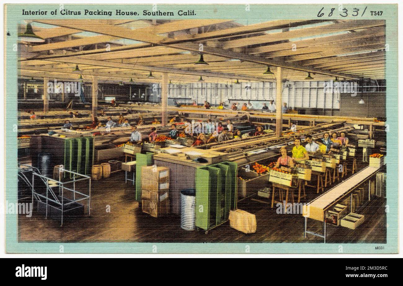 Interior of Citrus Packing House, Southern Calif. , Industrial ...