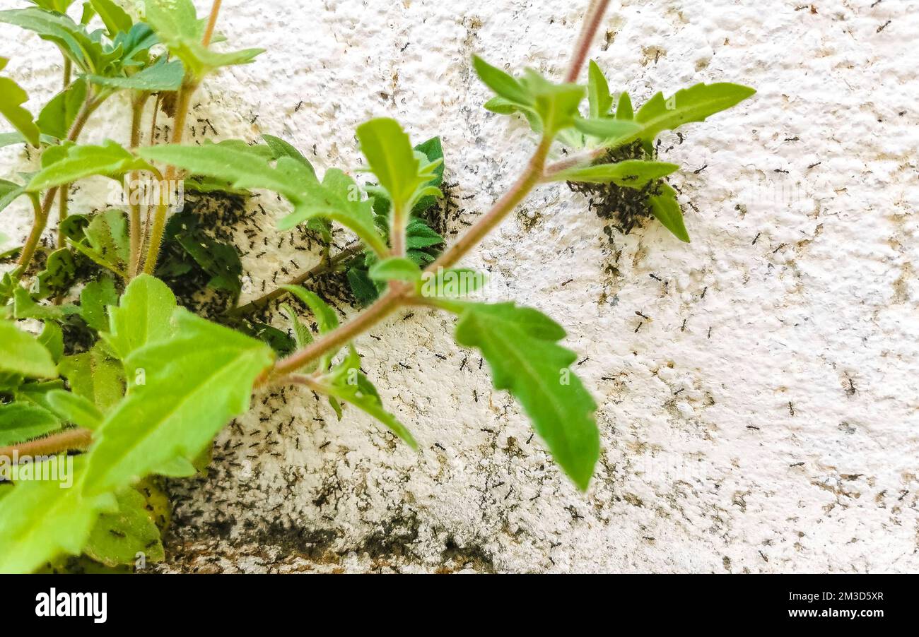 Many tiny ants crawl up the wall in Zicatela Puerto Escondido Oaxaca ...