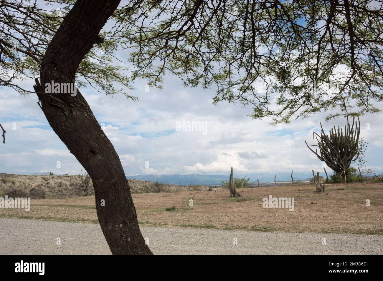 Distorted tree hi-res stock photography and images - Alamy
