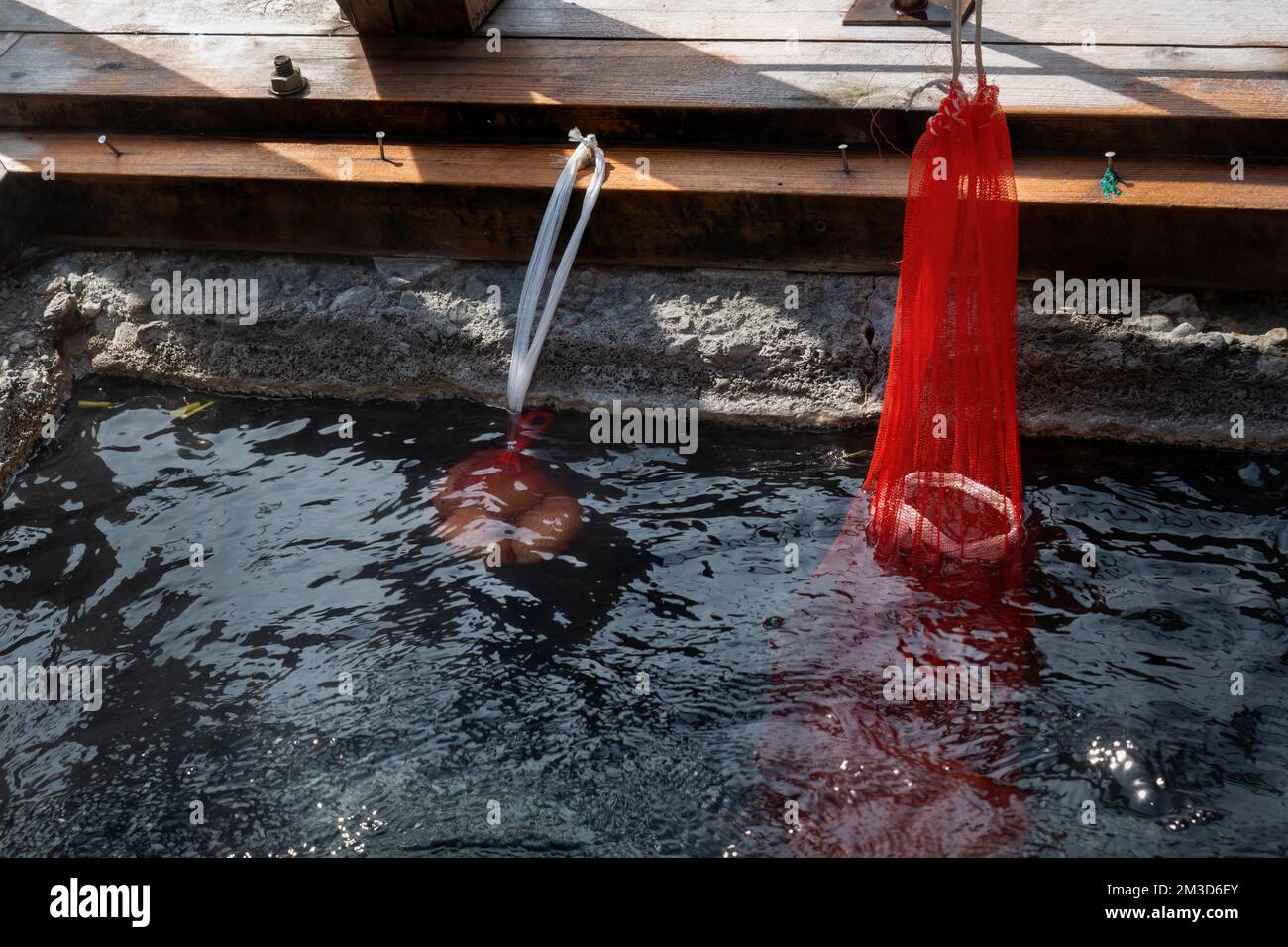 Onsen tamago, or hot-spring eggs, boiled in the near-boiling, mineral ...