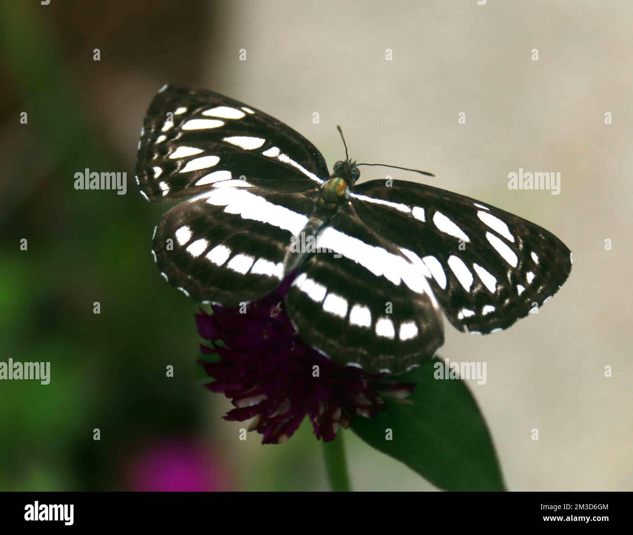 Beautiful butterflies, Dragonflies and Beetles in Sri Lanka, Visit Sri ...