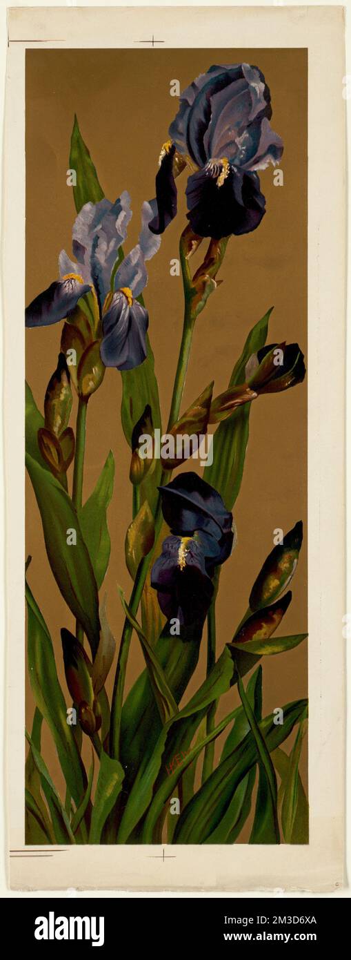 Irises , Irises. Louis Prang & Company Collection Stock Photo - Alamy