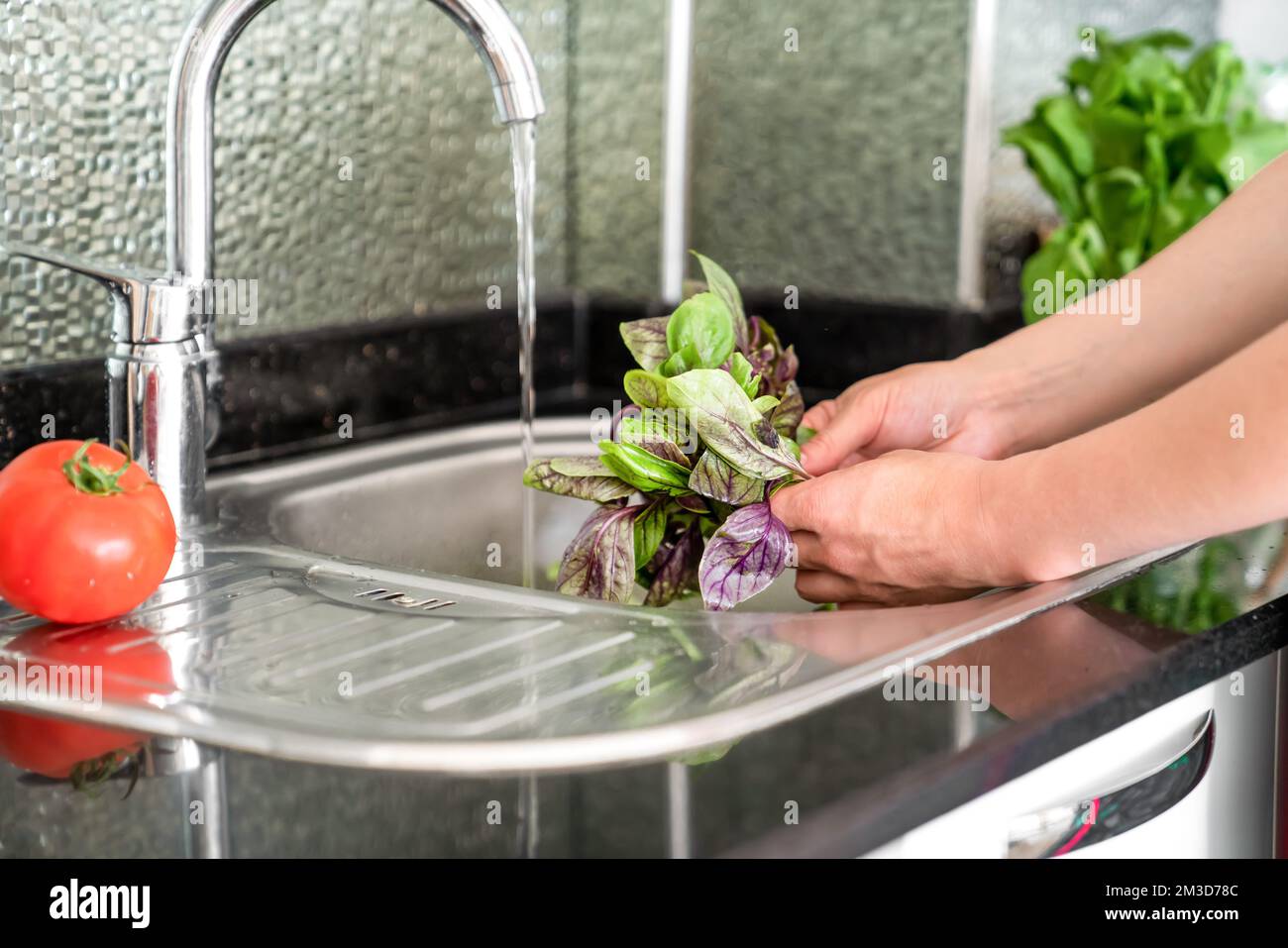 Woman washes fresh basil over the sink, hands and greenery close-up ...