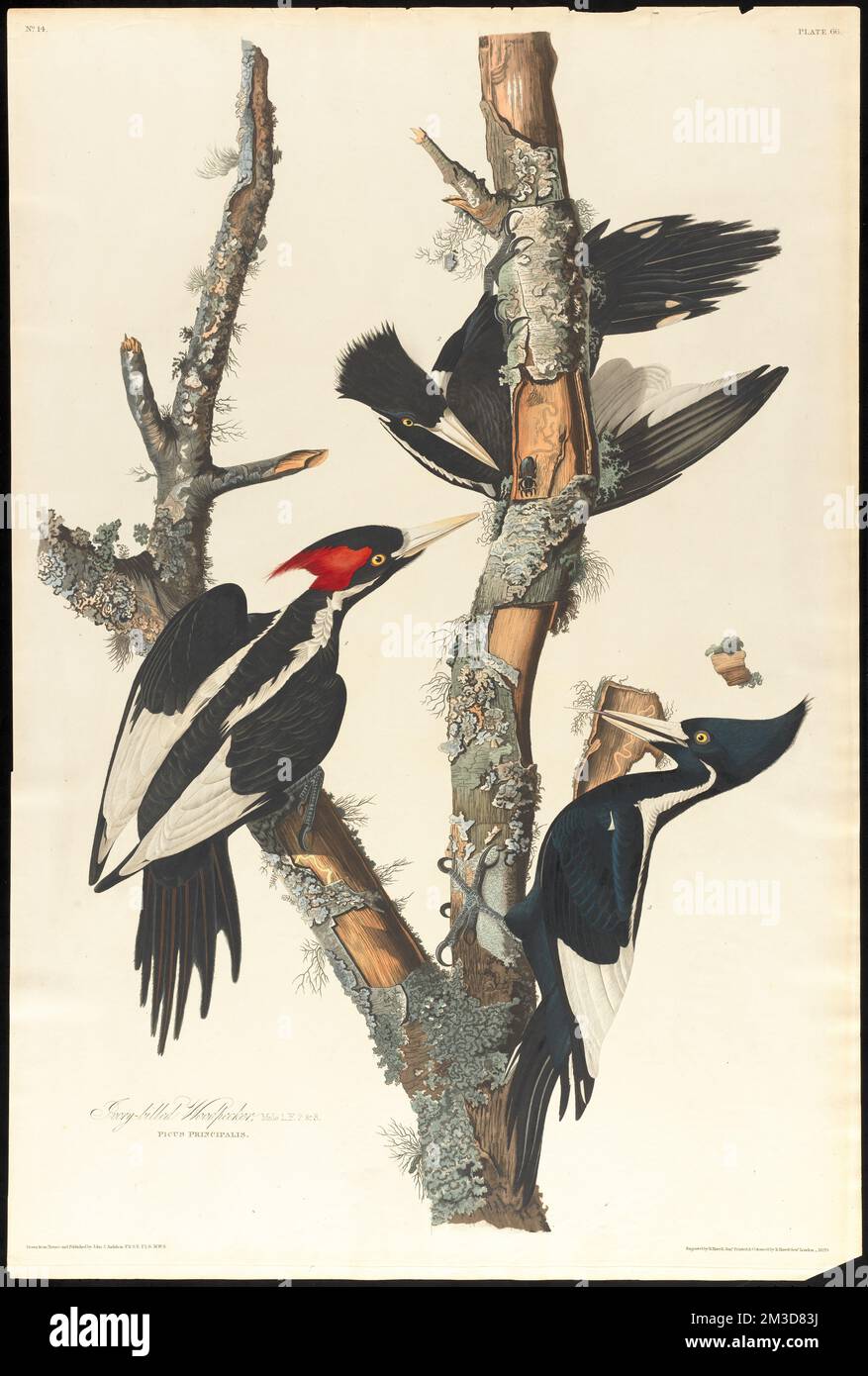 Ivory-billed woodpecker : Male, 1. F. 2 & 3. Picus principalis. c.2 v.1 ...