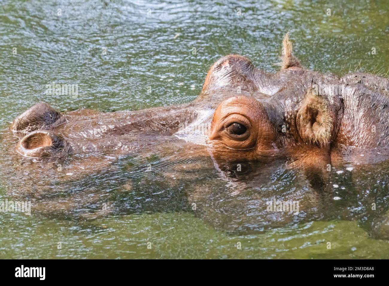 Close up head shot of a hippopotamus swimming Stock Photo - Alamy