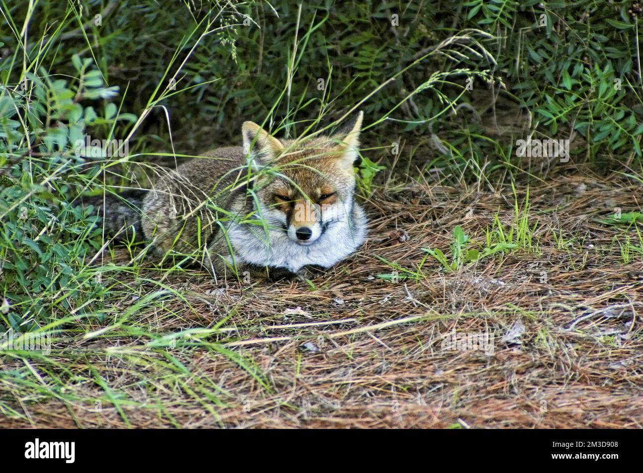 Wild Fox resting in bush, National Park Maremma, Tuscany Stock Photo ...