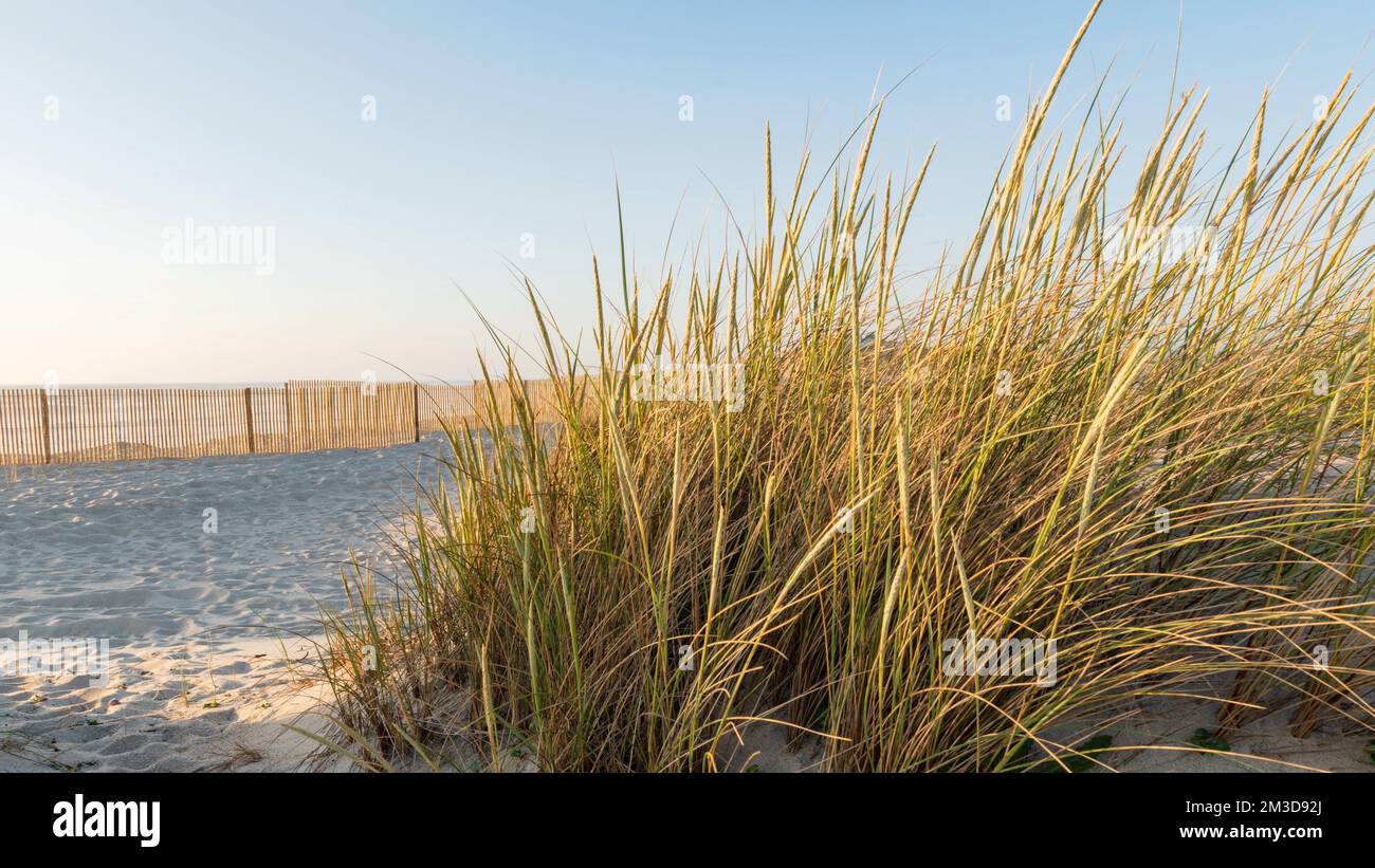 Landscape of Furadouro beach, Portugal at sunset Stock Photo - Alamy