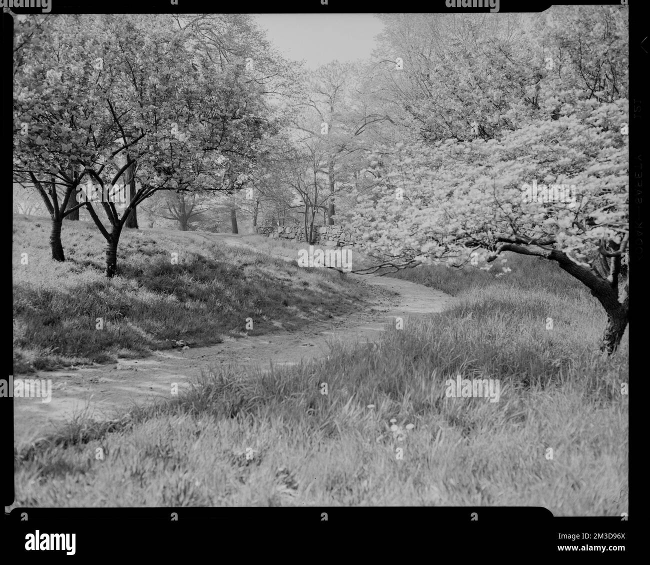 City cherry blossom tree Black and White Stock Photos & Images - Alamy