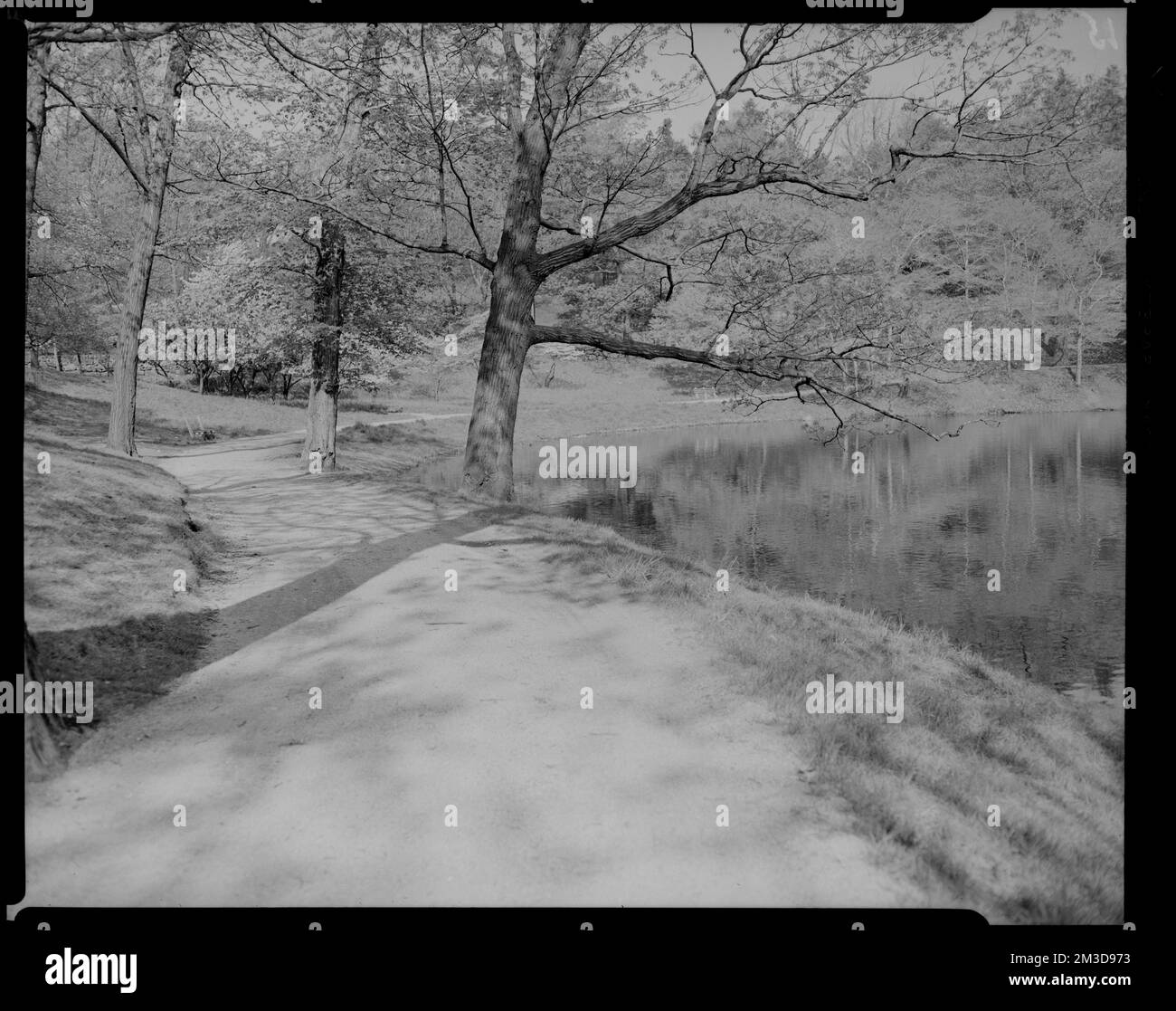 Jamaica Pond , Trails & paths, Trees, Lakes & ponds. Leon Abdalian ...