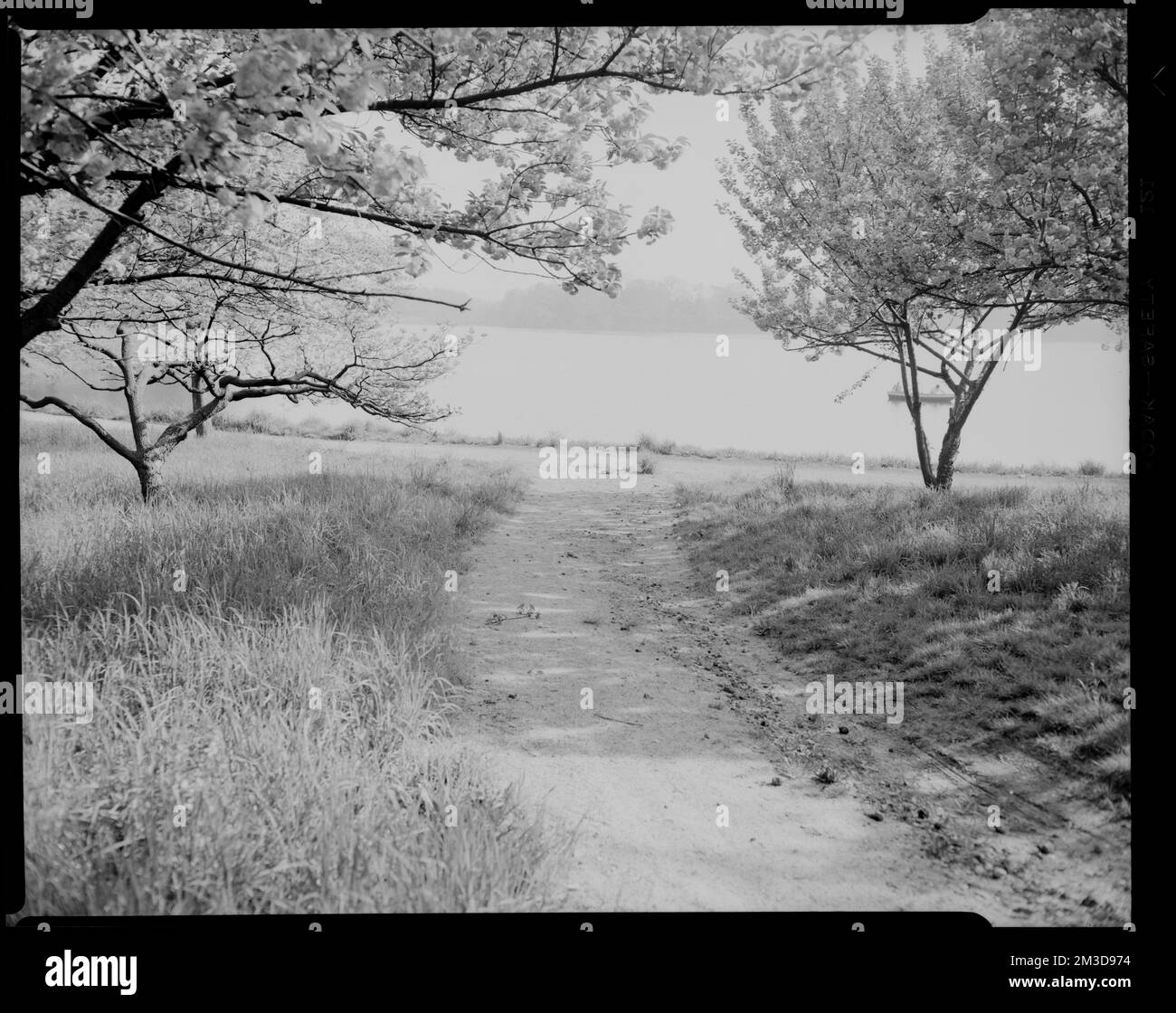Jamaica Pond , Trails & paths, Cherry trees, Lakes & ponds. Leon ...