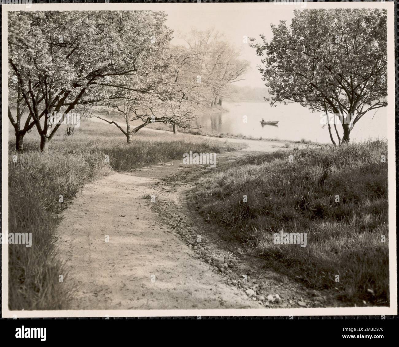 Jamaica Pond , Trails & paths, Cherry trees, Lakes & ponds, Boats. Leon ...