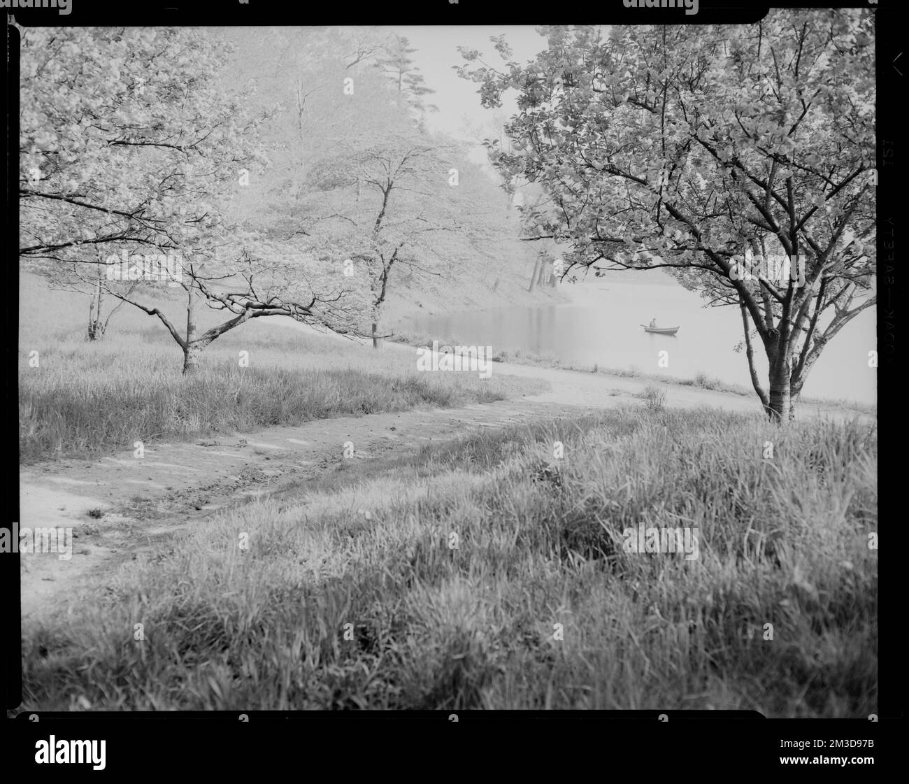 Jamaica Pond , Trails & paths, Cherry trees, Lakes & ponds, Boats. Leon ...