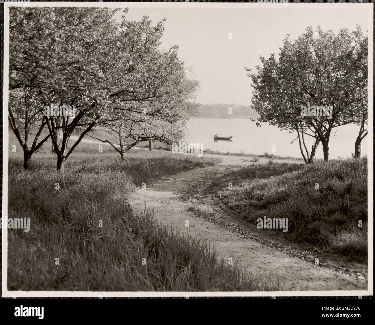 Jamaica Pond , Trails & paths, Cherry trees, Lakes & ponds, Boats. Leon ...