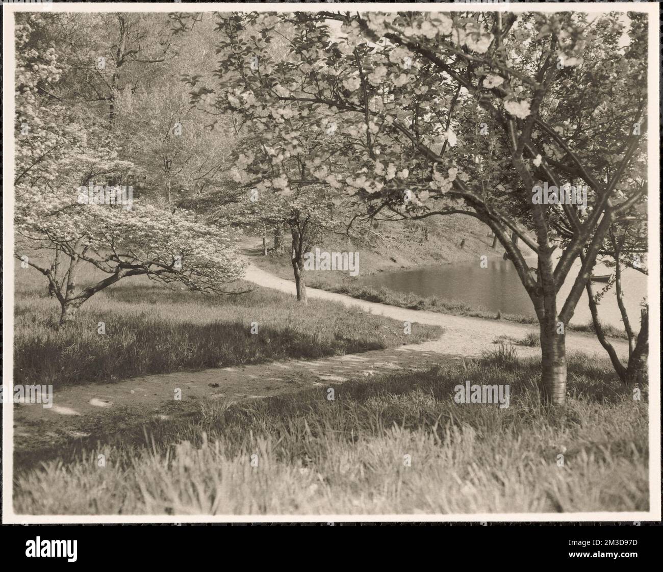 Jamaica Pond , Trails & paths, Trees, Lakes & ponds, Flowers. Leon ...