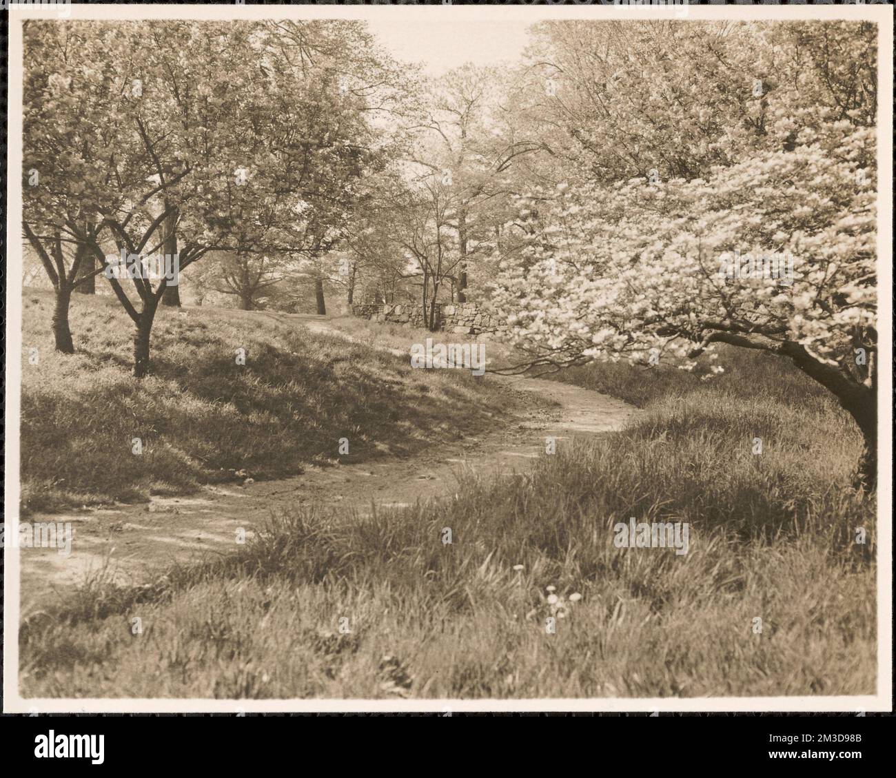 Jamaica Pond , Trails & paths, Cherry trees. Leon Abdalian Collection ...