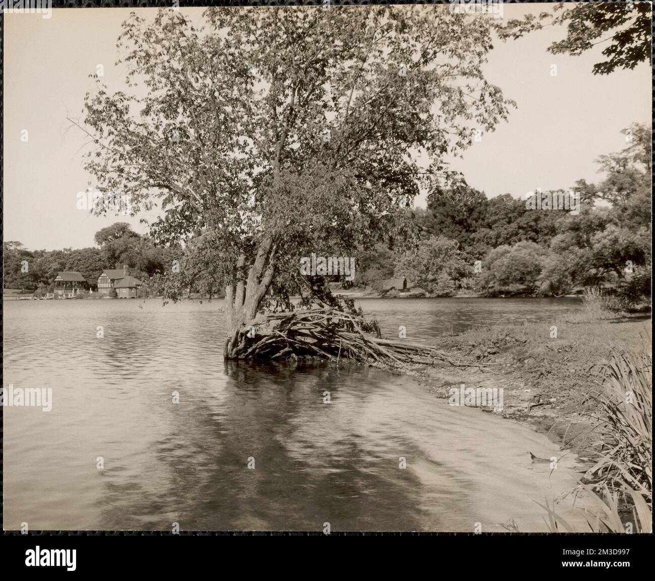 Jamaica Pond. Tree roots all out in open , Trees, Lakes & ponds. Leon ...