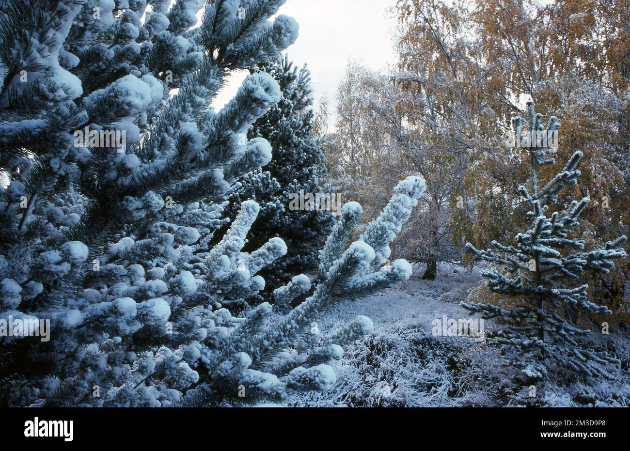SNOW COVERED FIR AND BIRCH TREES, LAKE TEKAPO AREA ON THE SOUTH ISLAND ...