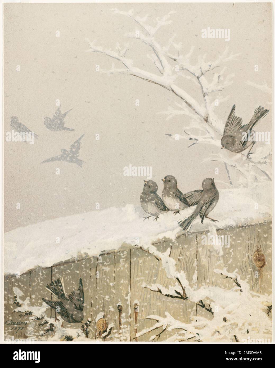 January , Birds, Snow, Trees. Louis Prang & Company Collection Stock ...