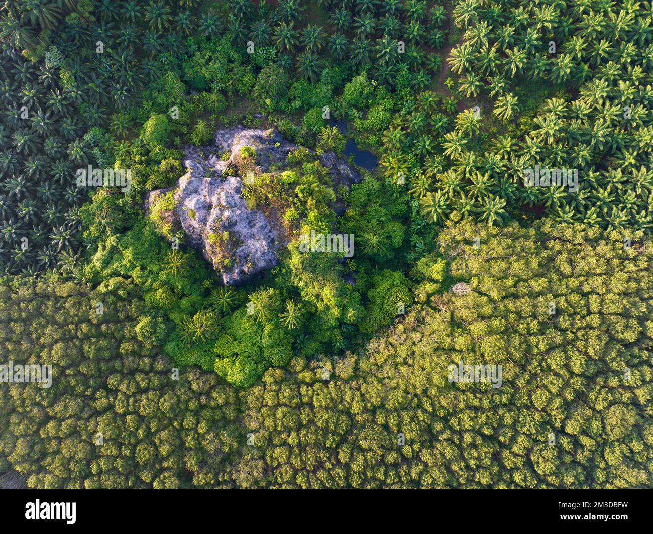 Top view aerial shot of the palm grove with green trees forest,palm ...