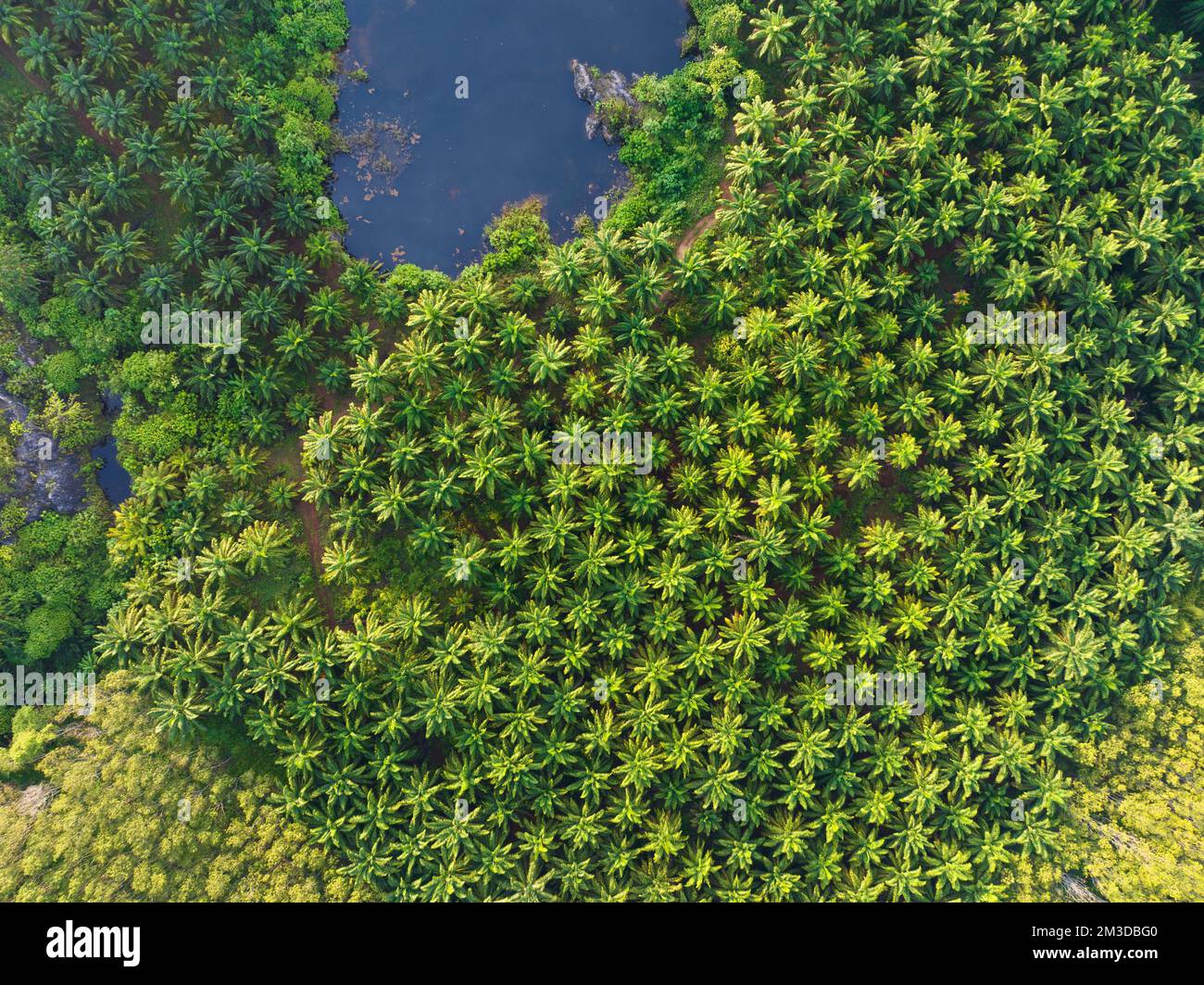 Top view aerial shot of the palm grove with green trees forest,palm ...