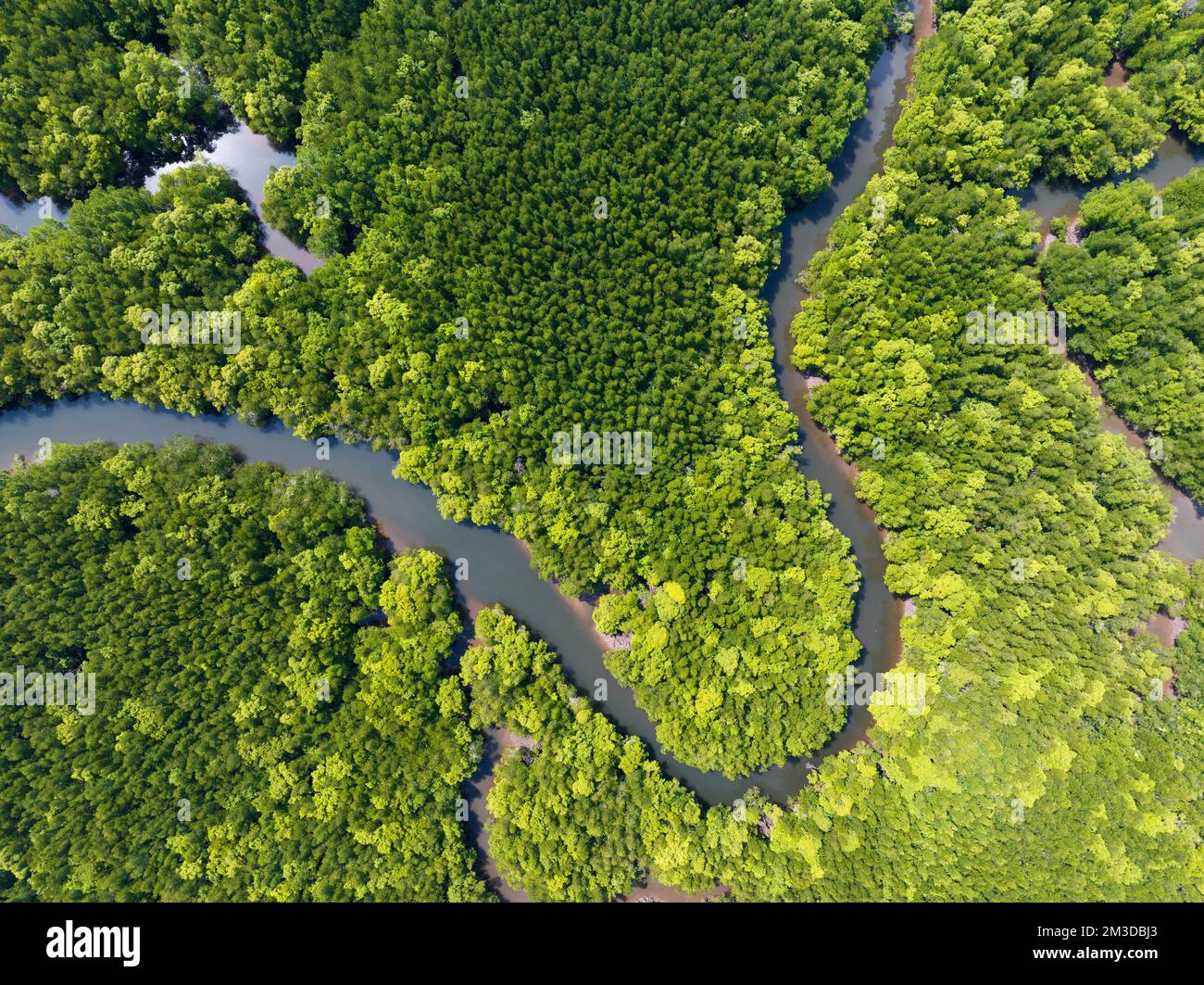 Amazing abundant mangrove forest, Aerial view of forest trees Rainforest ecosystem and healthy ...