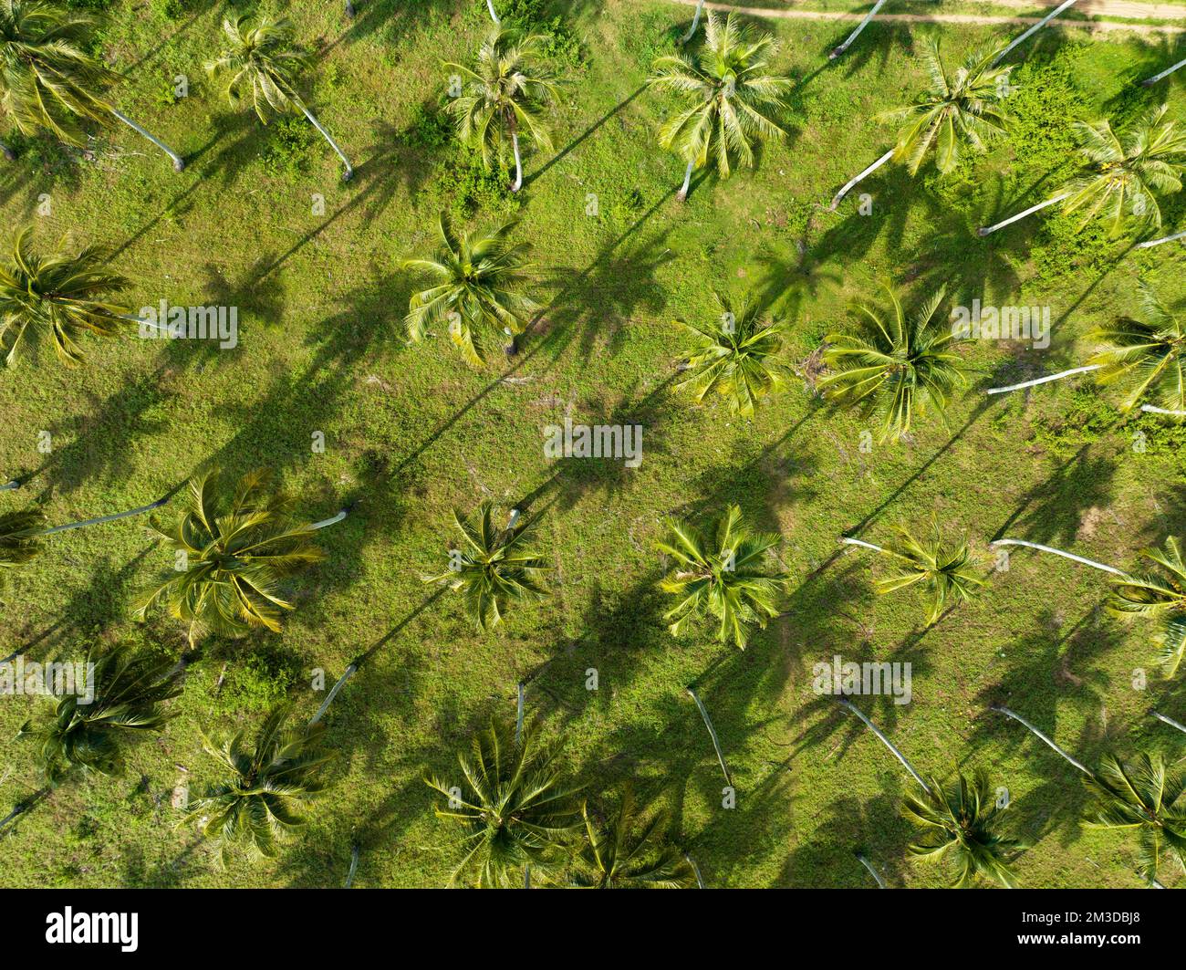 Aerial view Drone camera of Amazing row of coconut palm trees with shadow in Thailand Beautiful ...