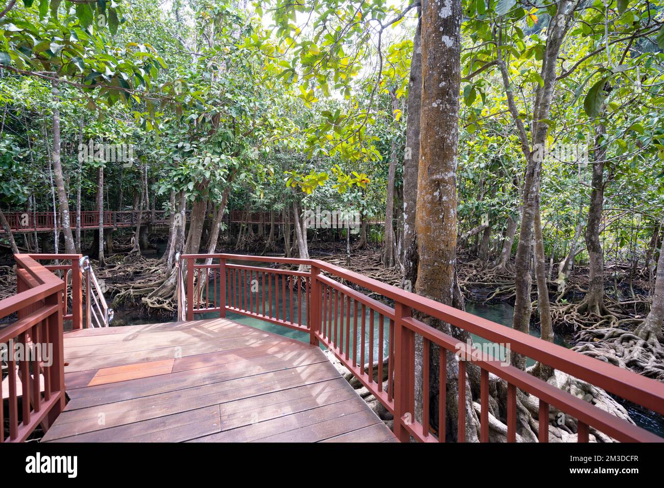 Cement bridge pathway in the beautiful forest, Walking path through in ...