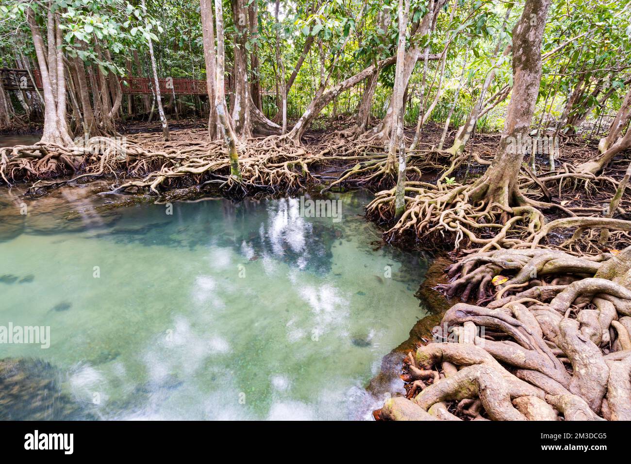 Tropical trees roots in swamp forest and crystal clear water stream ...