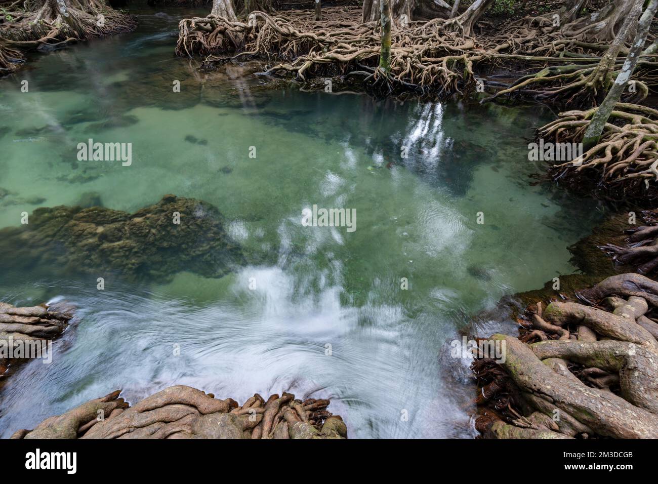 Tropical trees roots in swamp forest and crystal clear water stream ...