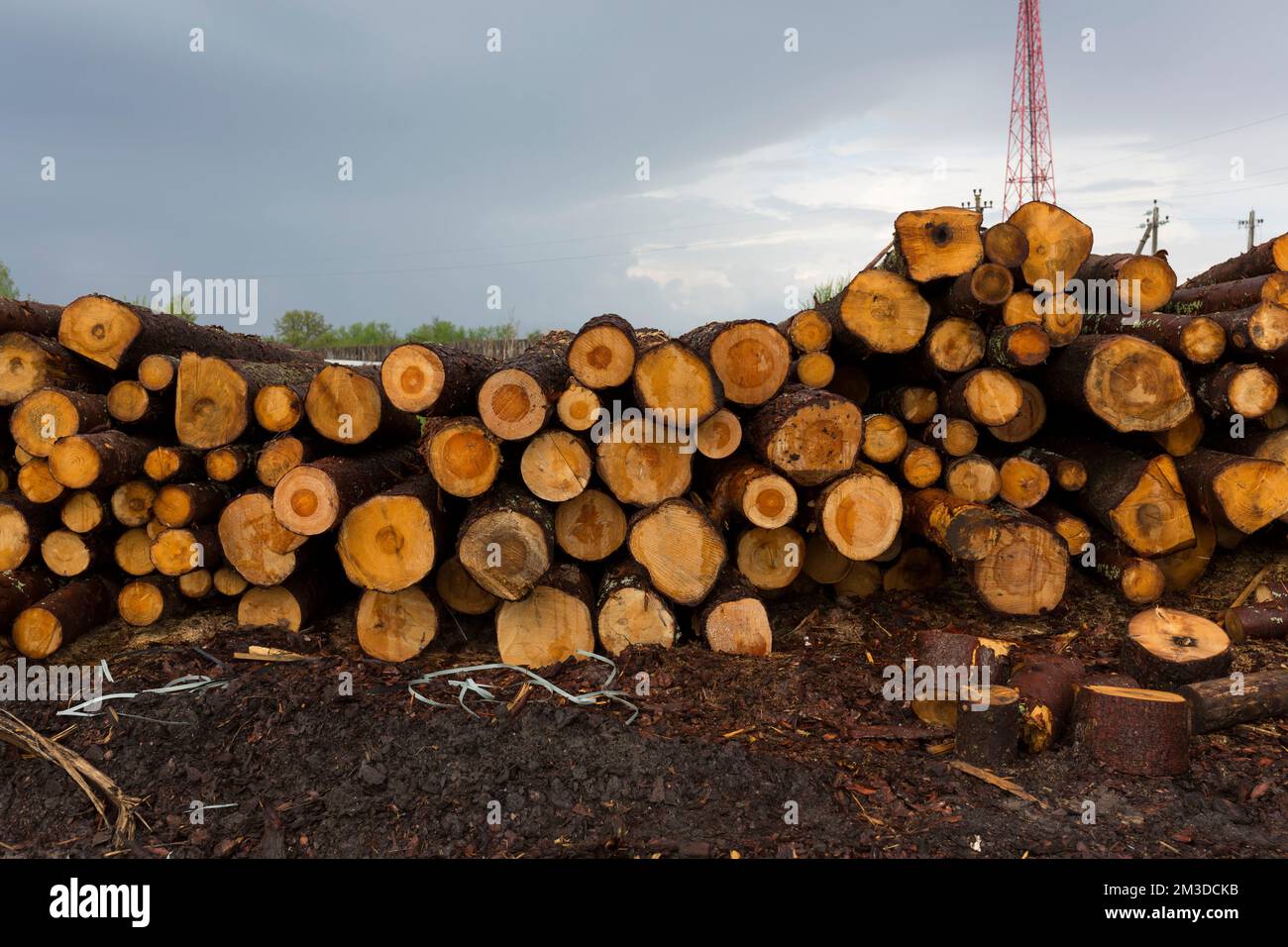 Deforestation, forest destruction. Timber harvesting. Pile, stack of ...