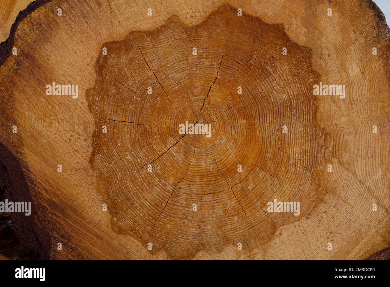 Cross section of a tree with annual rings Stock Photo - Alamy