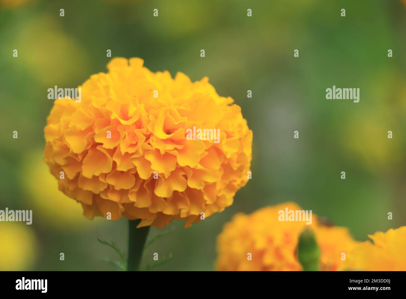 Marigolds (Tagetes erecta, Mexican marigold, Aztec marigold, African ...