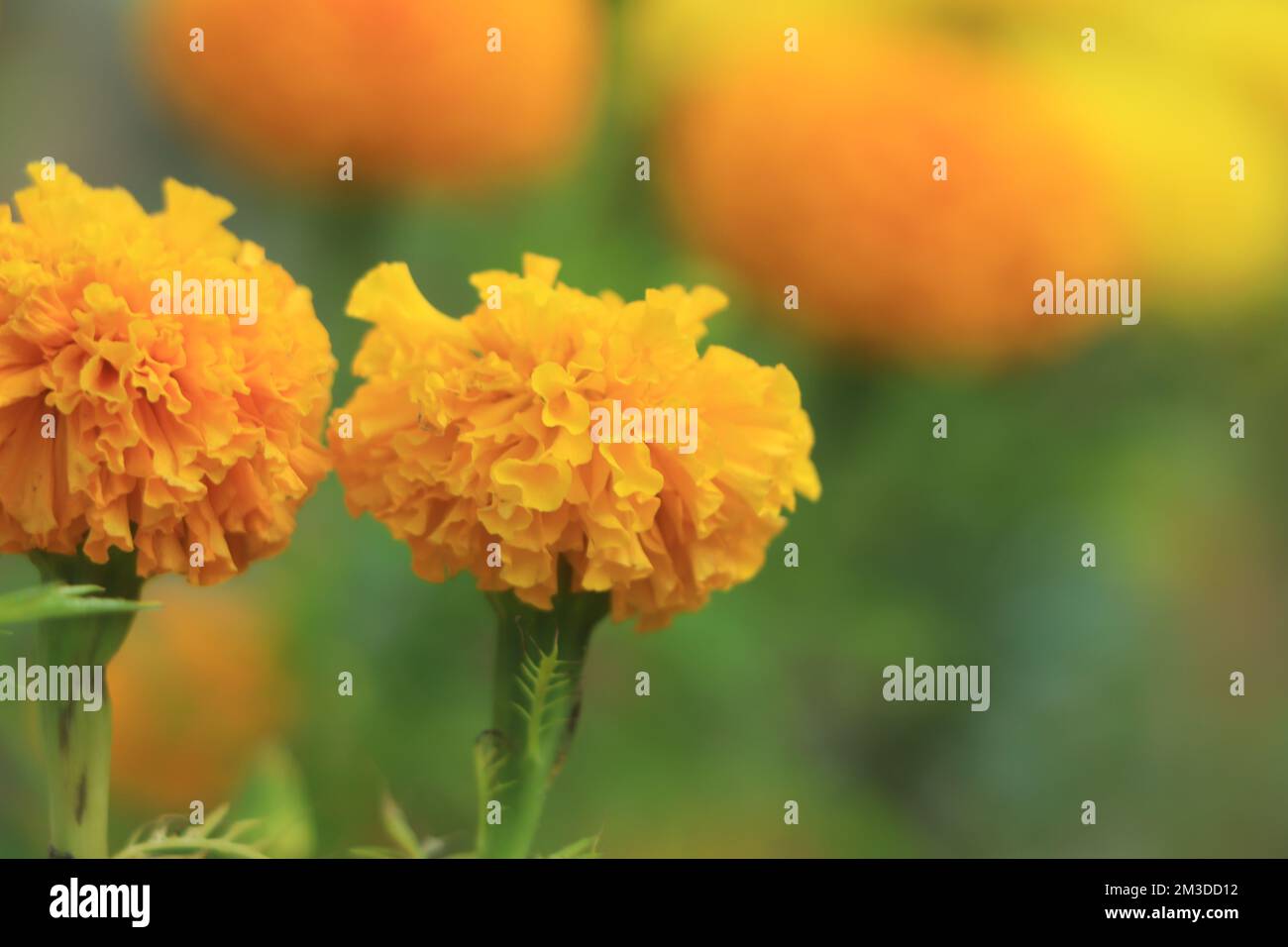 Mari gold flower hi-res stock photography and images - Alamy