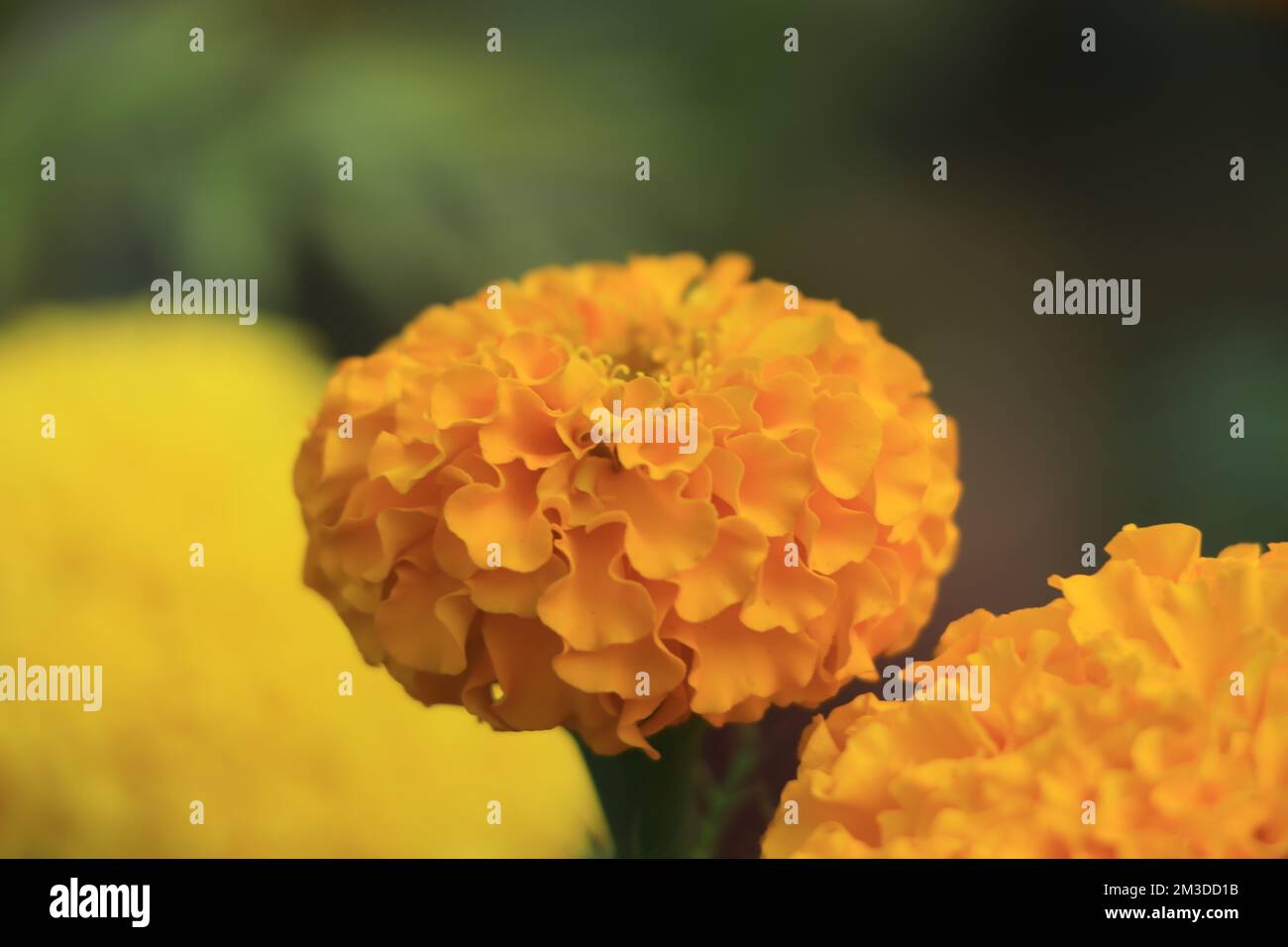 Marigold flower closeup in a garden Stock Photo - Alamy