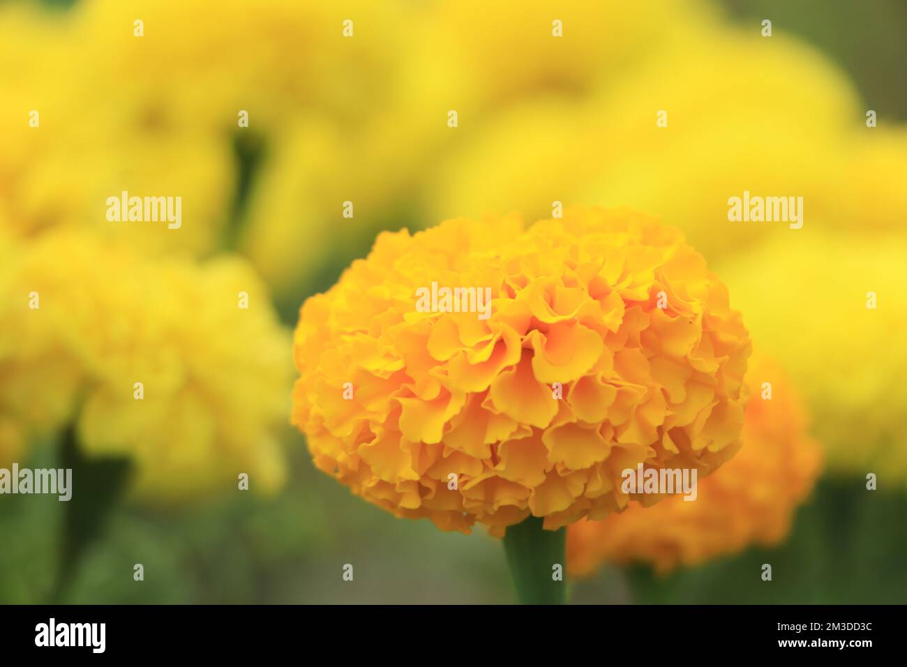 Beautiful orange marigold (Tagetes erecta marigold, Mexican marigold ...