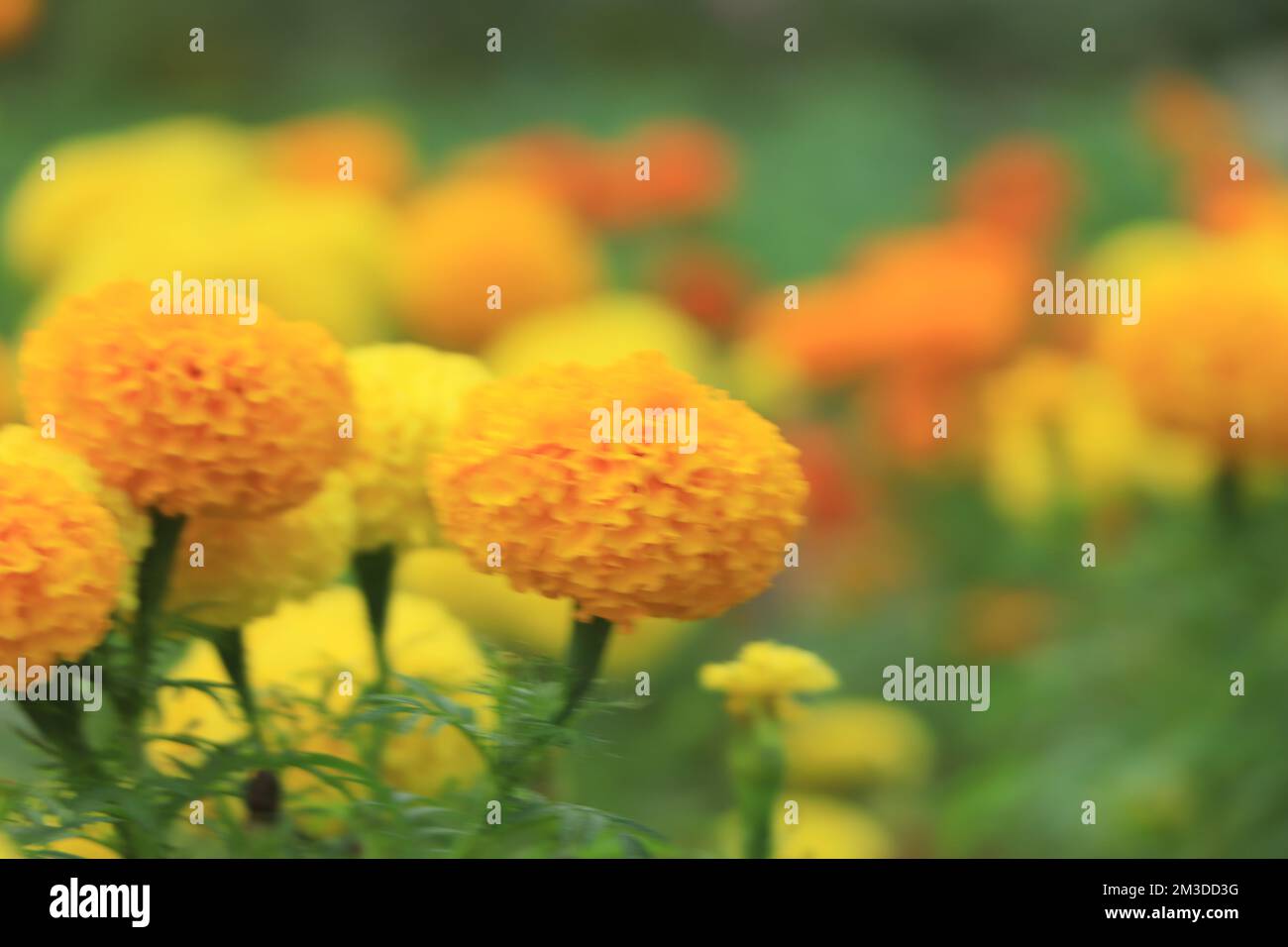 Mari gold flower hi-res stock photography and images - Alamy