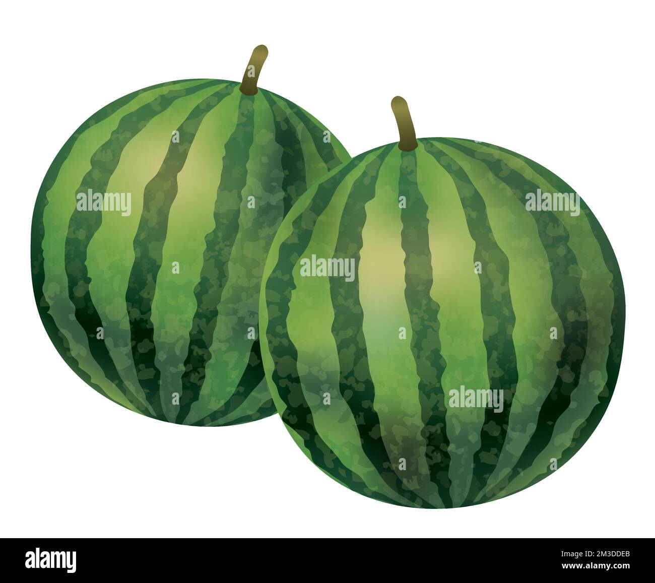Hand-drawn vector watercolor watermelon illustration isolated on a ...